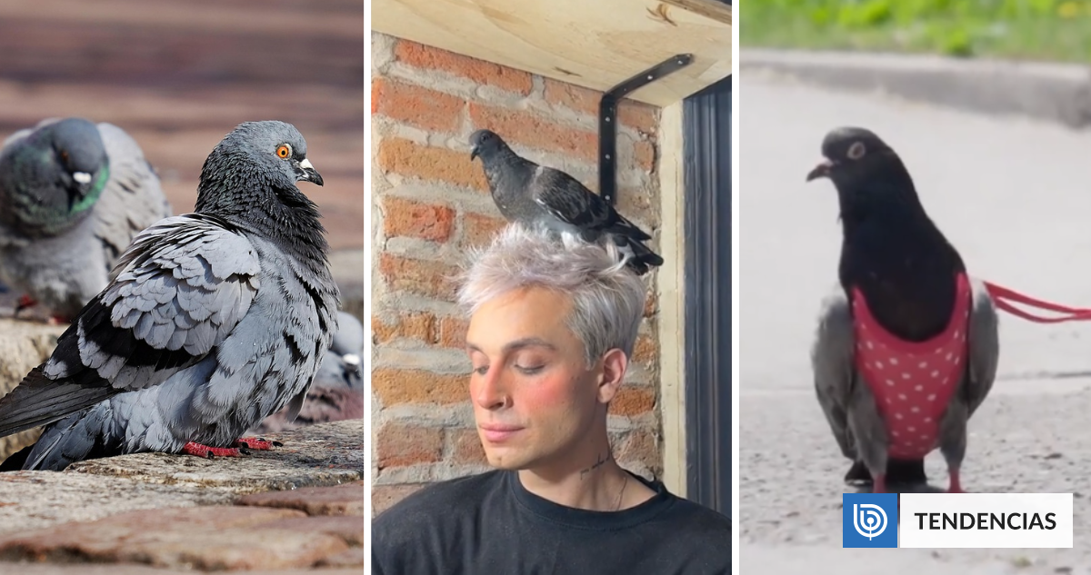 ¿Realmente son "ratas con alas"? La verdad tras las palomas y cómo ...