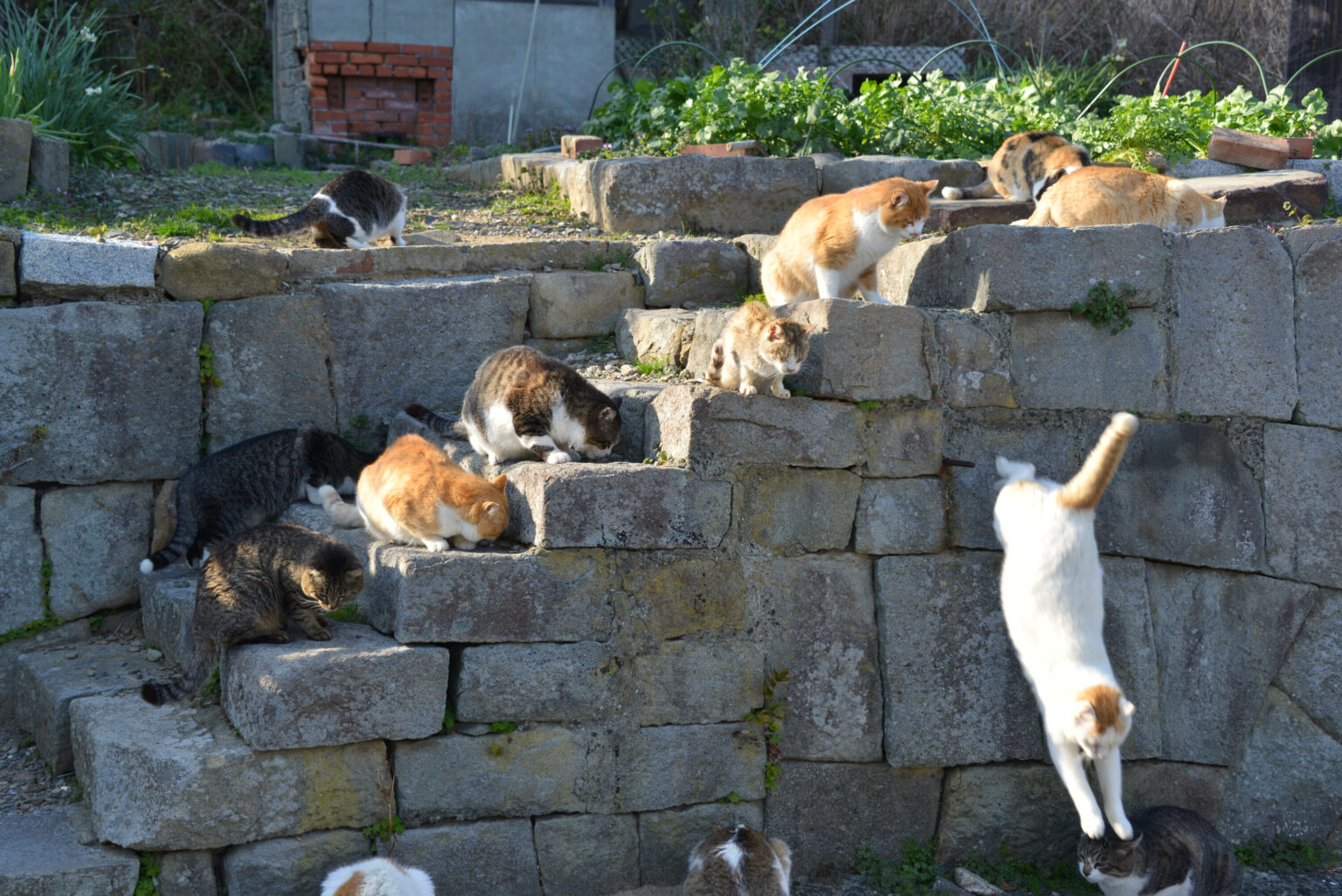 Aoshima: la increíble isla donde viven más gatos que personas ...