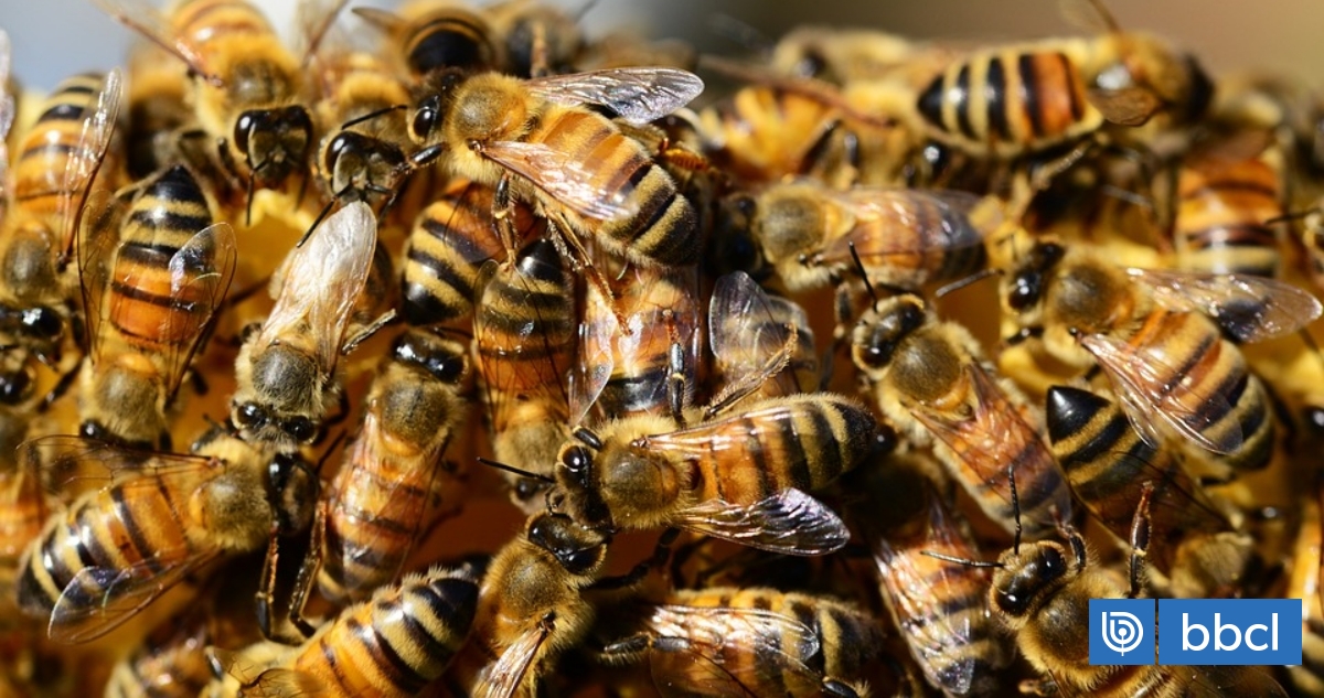 Día Mundial de las Abejas: fecha para generar conciencia sobre la ...
