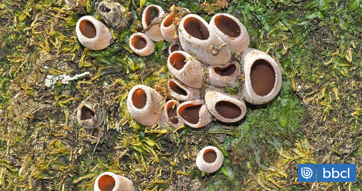 Redescubren hongo que no era visto hace más de un siglo en Concepción