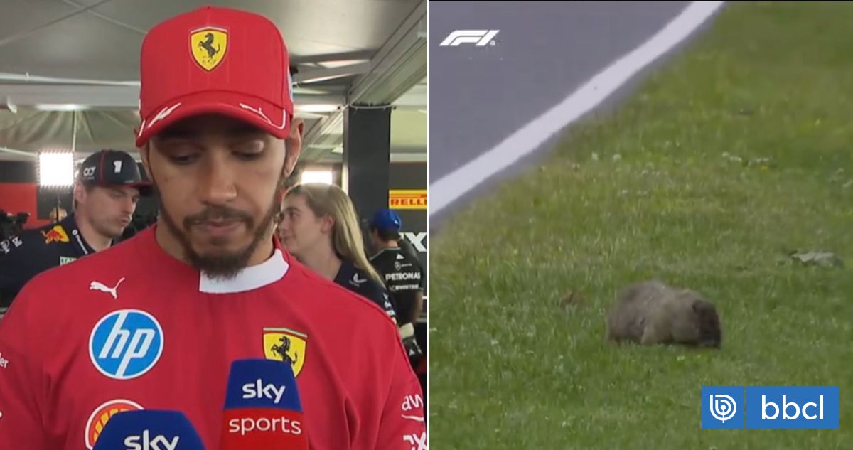 Hamilton devastado tras atropellar a una marmota en Canadá: incidente ...