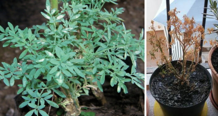 Este es el preocupante significado de encontrar la ruda seca en tu casa ...