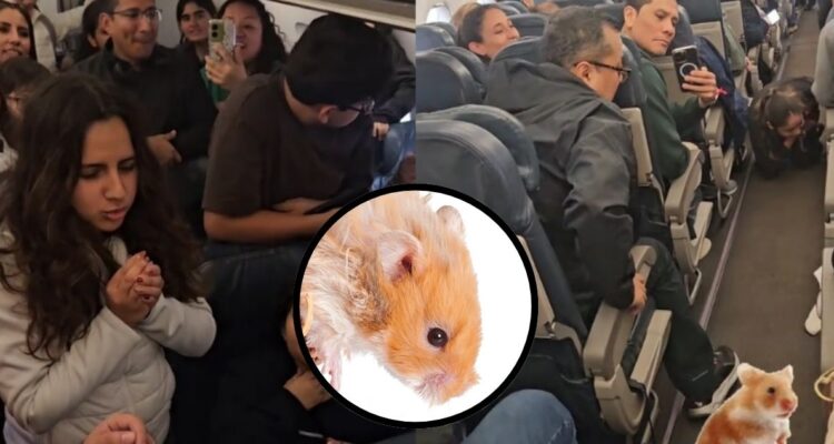 Hámster fugitivo retrasó vuelo de Latam en Perú por 3 horas y es viral ...