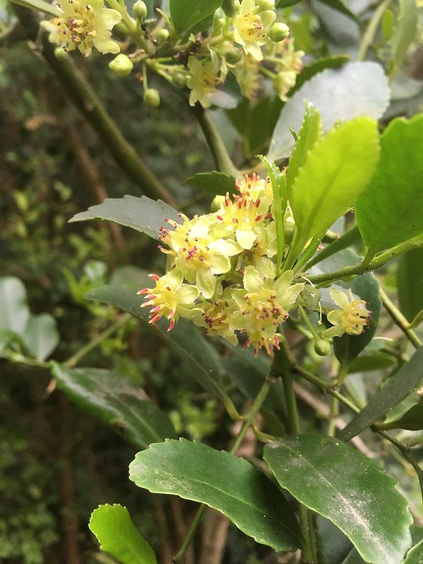Plantas medicinales en Chile indígena: cuáles son, dónde encontrarlas y ...