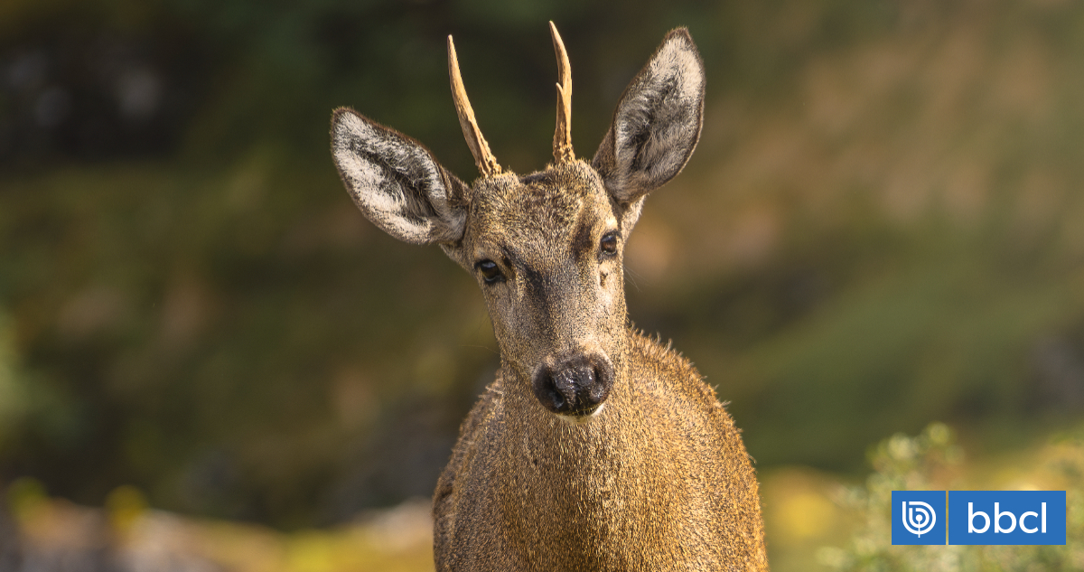 Descubren una nueva subpoblación de huemules en el Cabo Froward