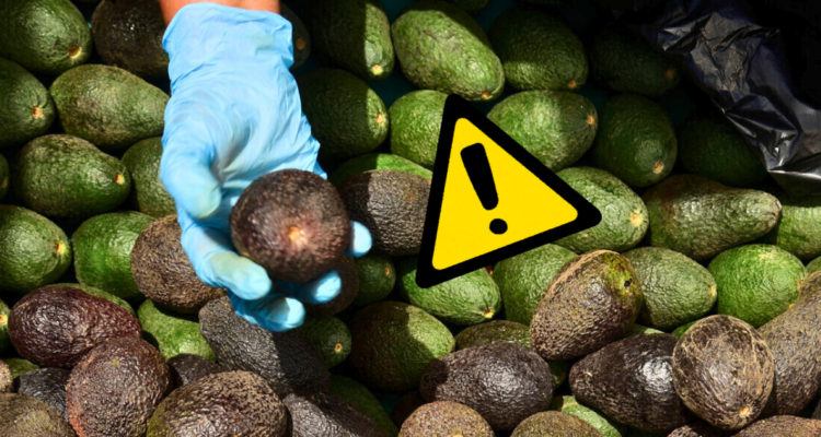 ¿Paltas peruanas con cadmio? Lo que se sabe de la polémica que resurgió en redes sociales | BBCL ...