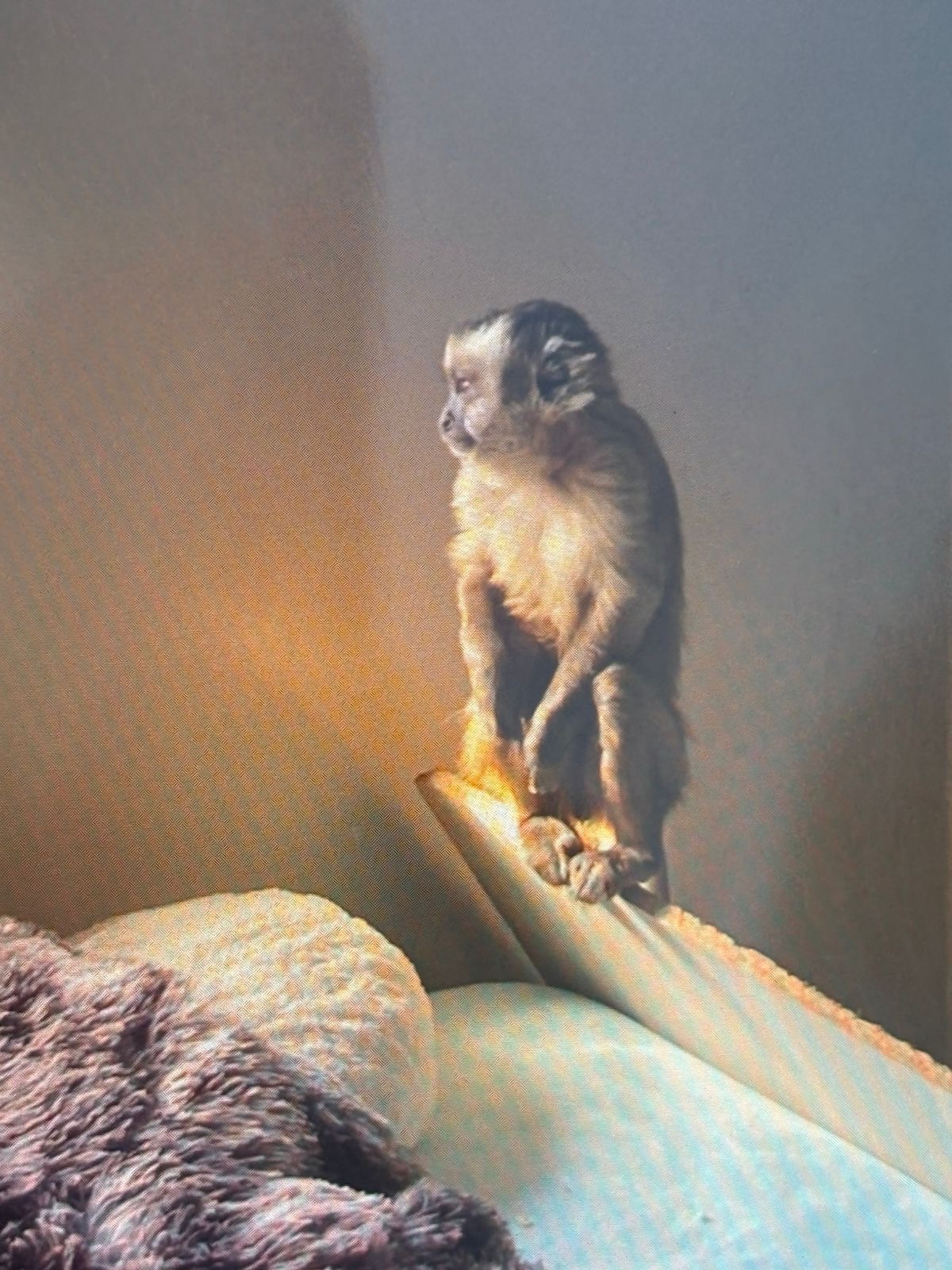 ¿Dónde está el mono? Primate hallado en operativo de la PDI contra ...