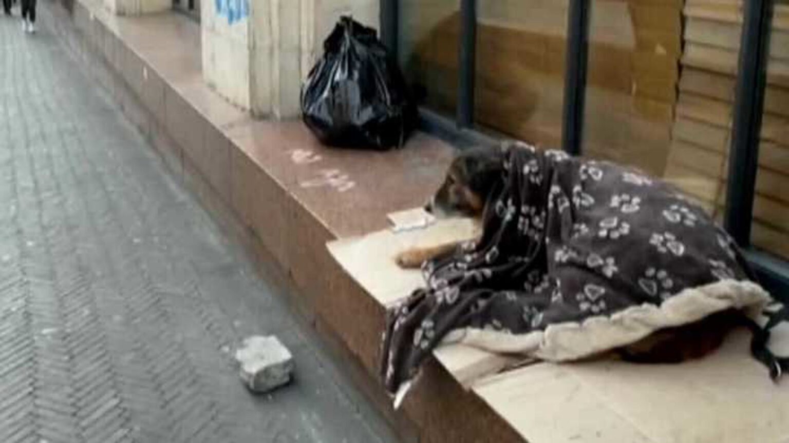 La capital europea donde los perros callejeros son tratados como reyes ...